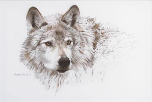 Wolf Head Study | Upgrade Frame | Limited Edition Print